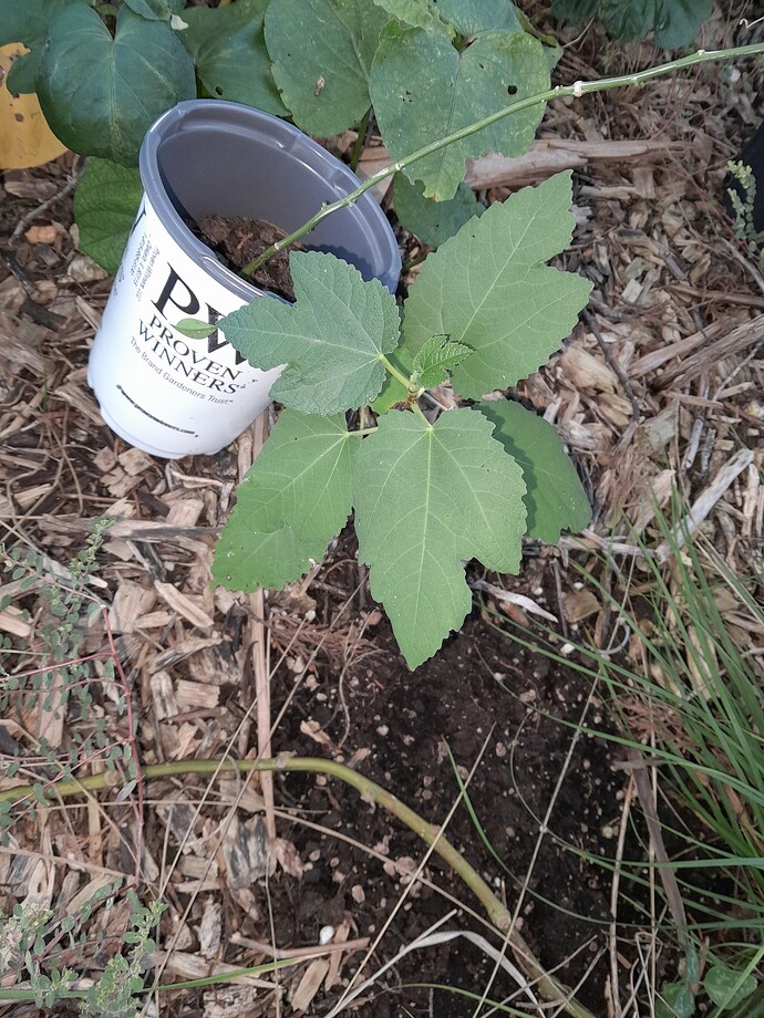 Fig seedling in Texas - General Fruit Growing - Growing Fruit