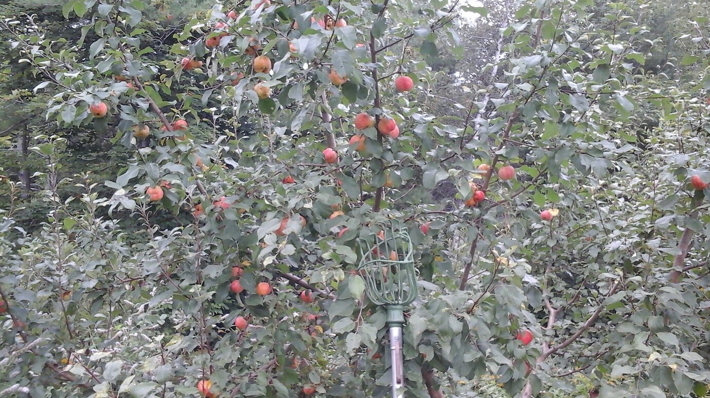 Chestnut crabapple - General Fruit Growing - Growing Fruit