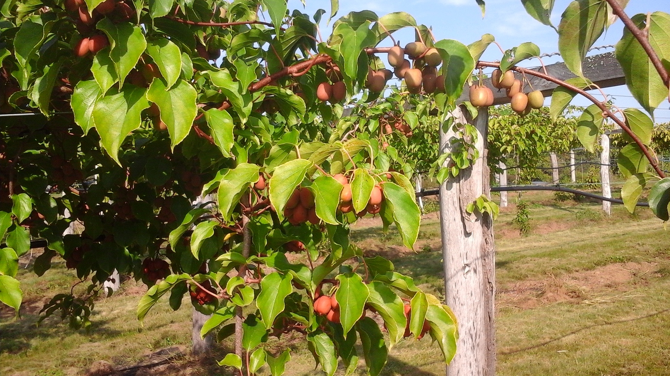 Hardy Kiwi Growers... What do you use for a trellis? - General Fruit ...