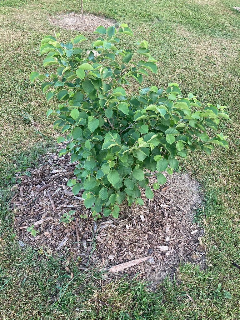 Hazelnut Runners? - General Fruit Growing - Growing Fruit