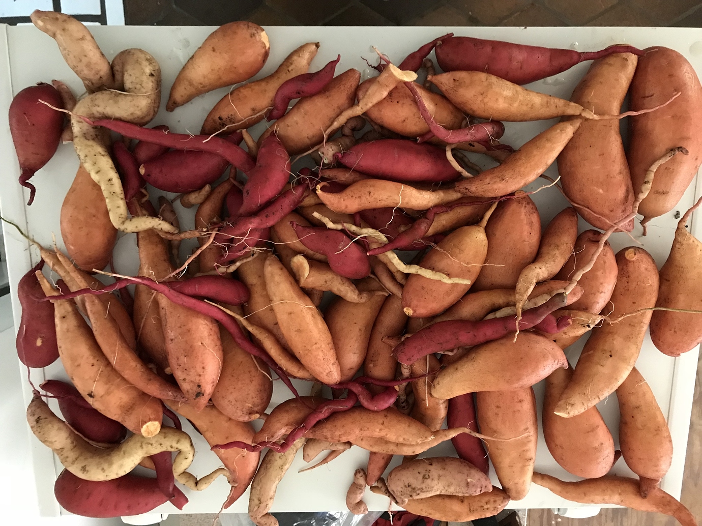 The Maine Potato Lady - General Gardening - Growing Fruit