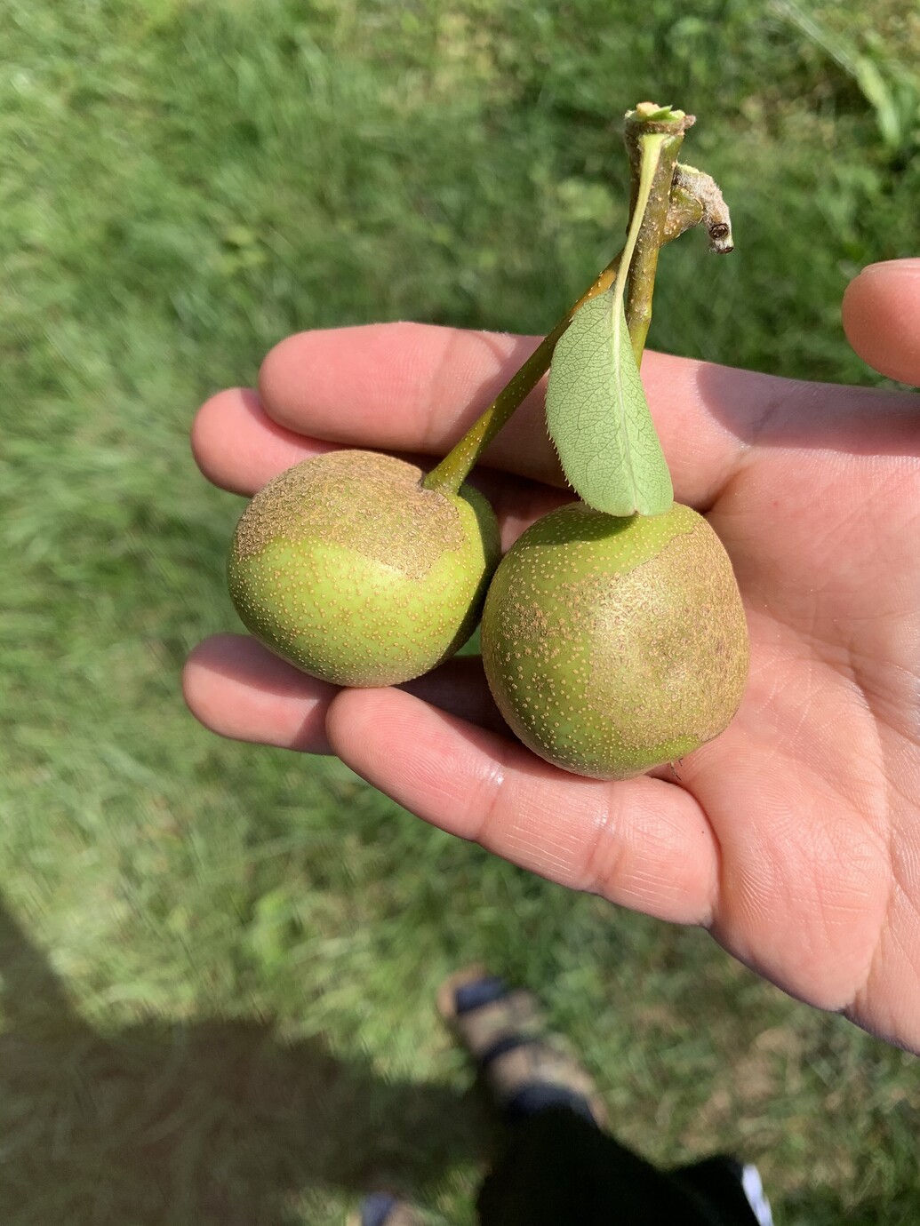 Deformed pears - General Fruit Growing - Growing Fruit