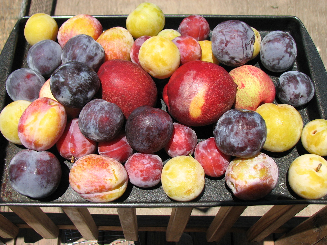 Plums with black skin and amber flesh - General Fruit Growing - Growing ...