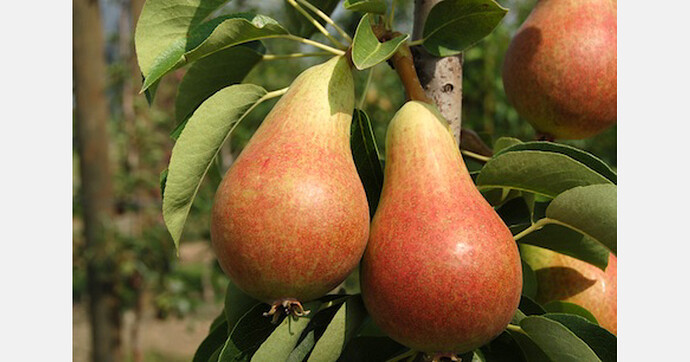 Varieties Of Pears Of Early Ripening - General Fruit Growing - Growing ...