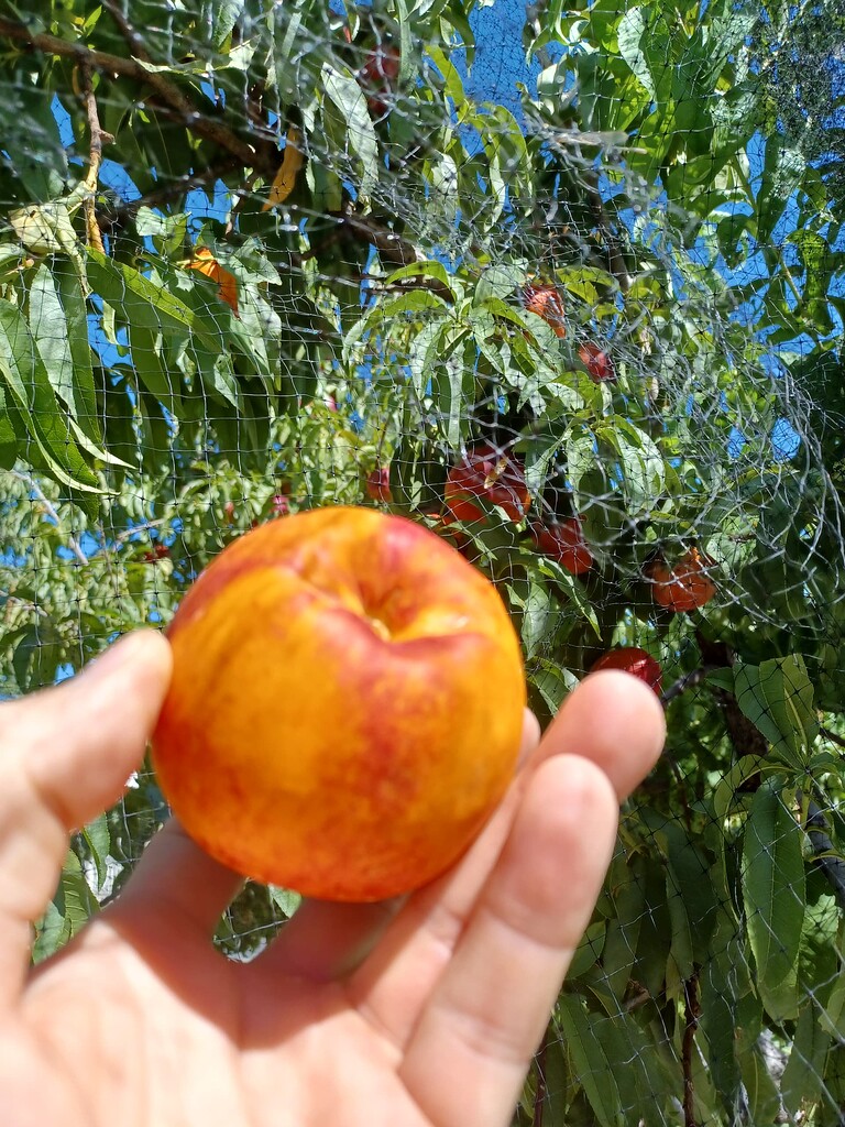 Please identify nectarine - General Fruit Growing - Growing Fruit