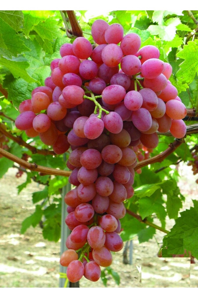 Anybody ever grow Supernova red seedless grapes? - General Fruit ...