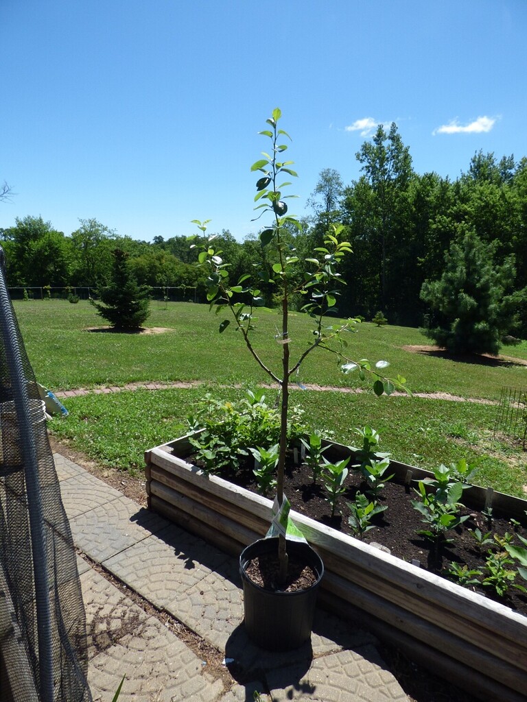 Clark's Small Yellow Pear - General Fruit Growing - Growing Fruit