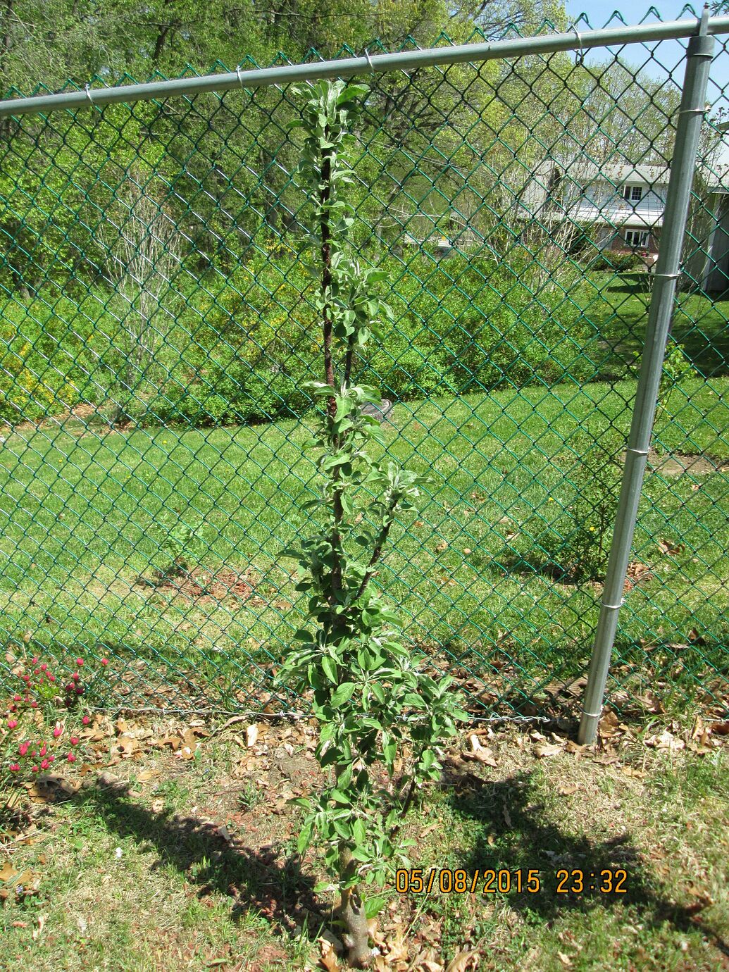 Urban/column apple tree - General Fruit Growing - Growing Fruit