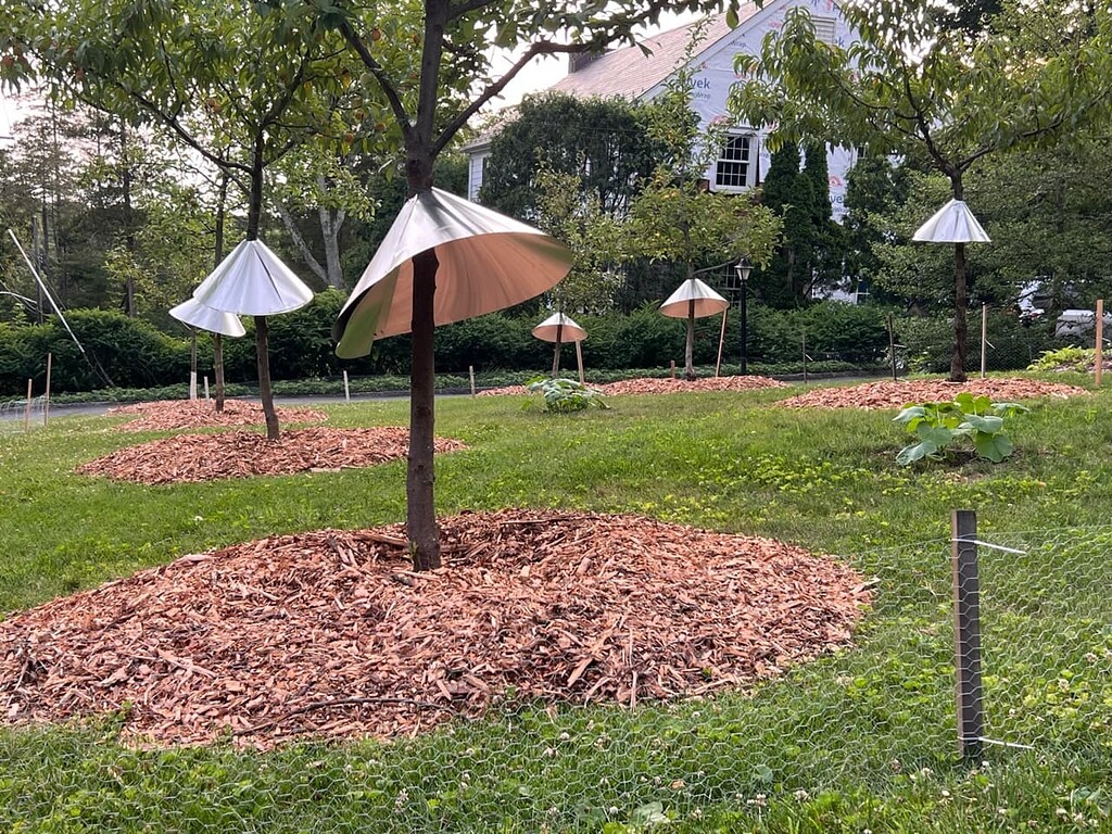 Another kind of squirrel baffle - General Fruit Growing - Growing Fruit