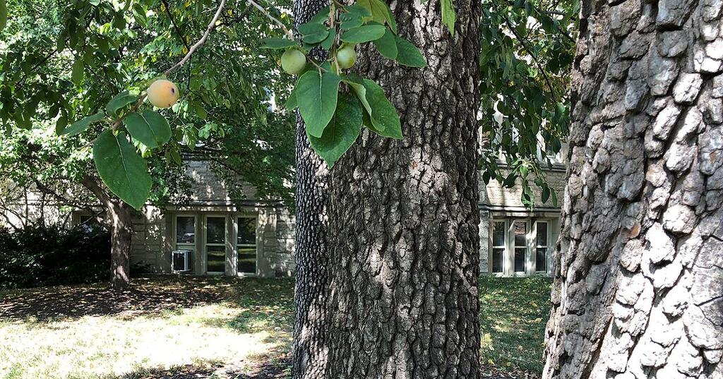 Missouri Persimmons - General Fruit Growing - Growing Fruit