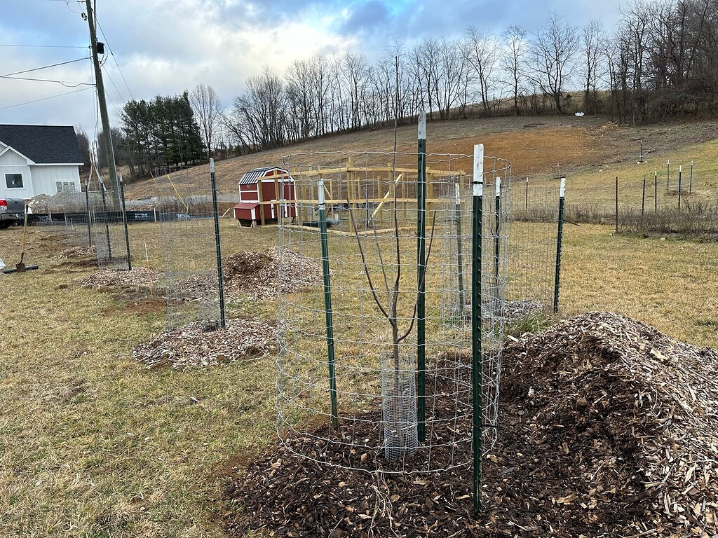 Best stakes for dwarf apple tree - General Fruit Growing - Growing Fruit