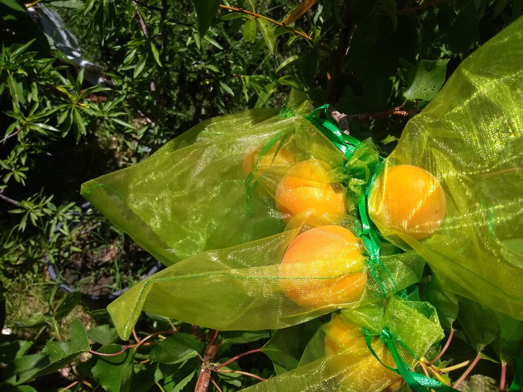 Protecting fruits from wildlife - General Fruit Growing - Growing Fruit