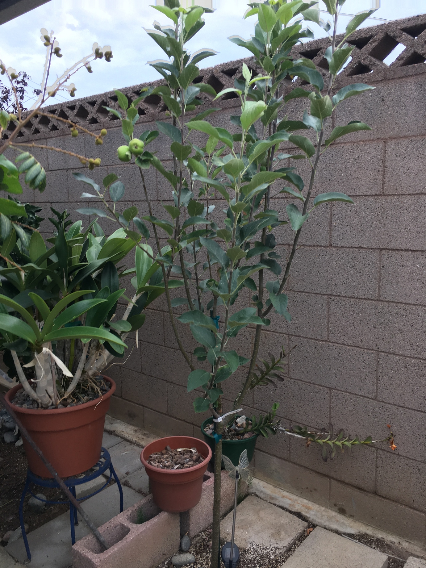 Hawaii apple variety - General Fruit Growing - Growing Fruit