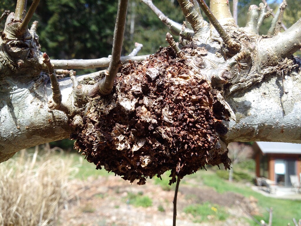 Apple Tree - Burl or Gall? - General Fruit Growing - Growing Fruit