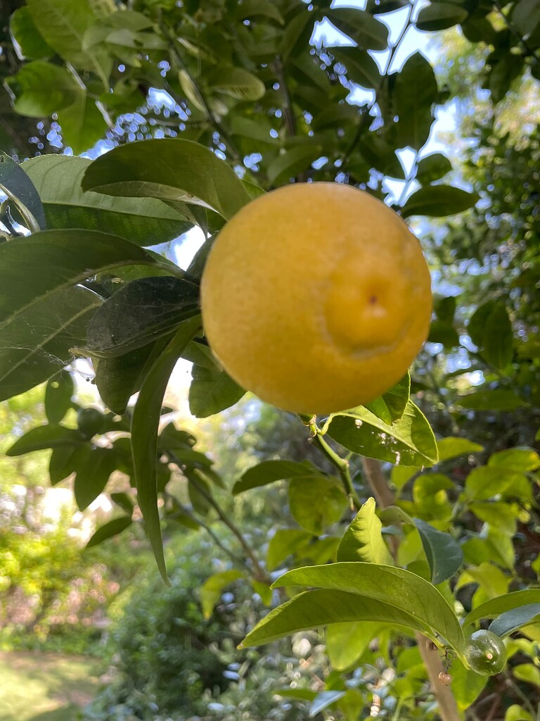 Identifying unknown citrus - General Fruit Growing - Growing Fruit