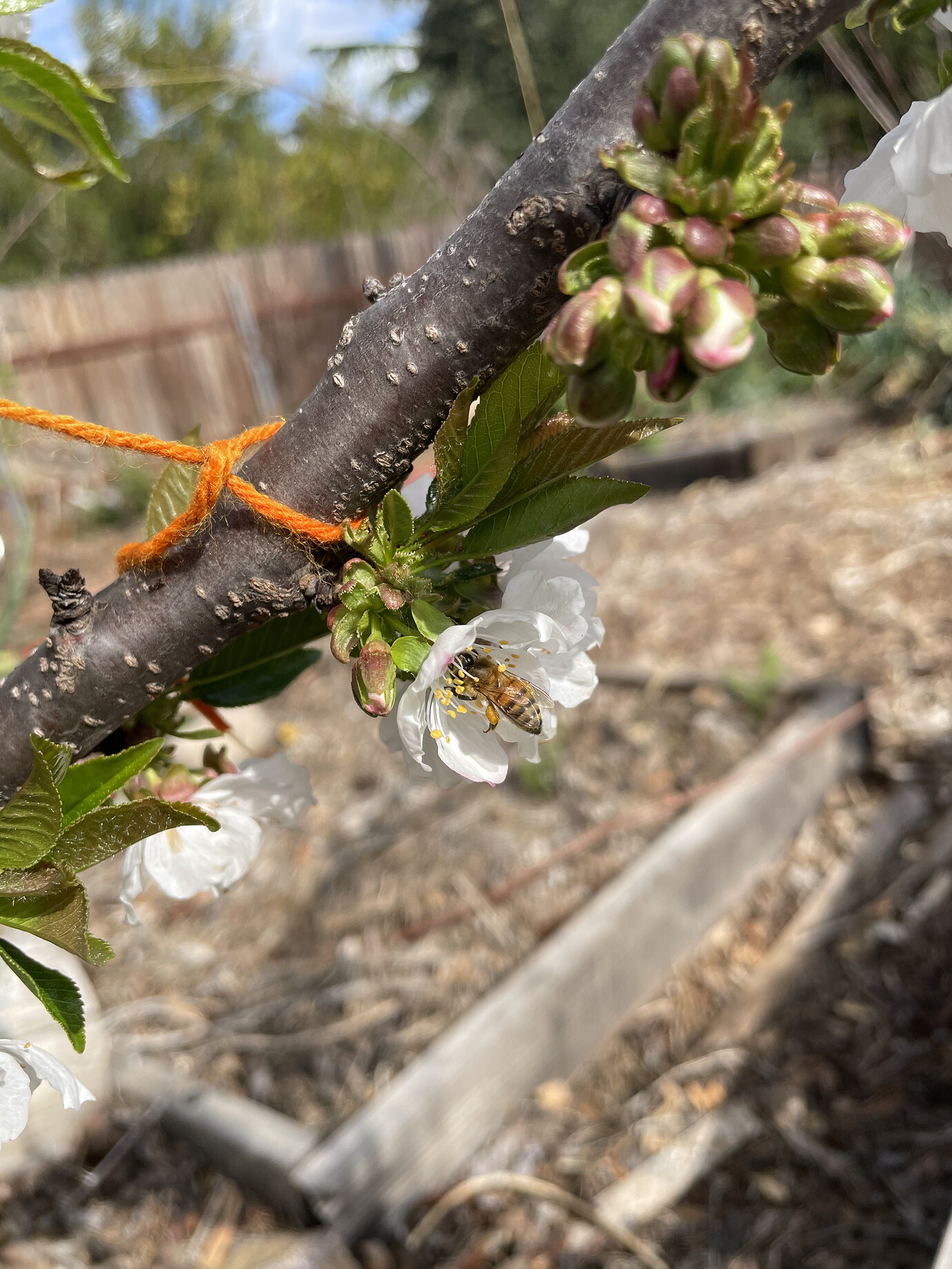 Finger pollination of cherries in southern California - General Fruit Growing - Growing Fruit