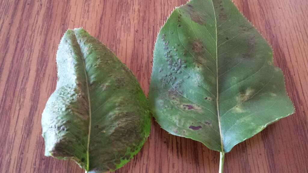 Asian pear fungal infection? - General Fruit Growing - Growing Fruit