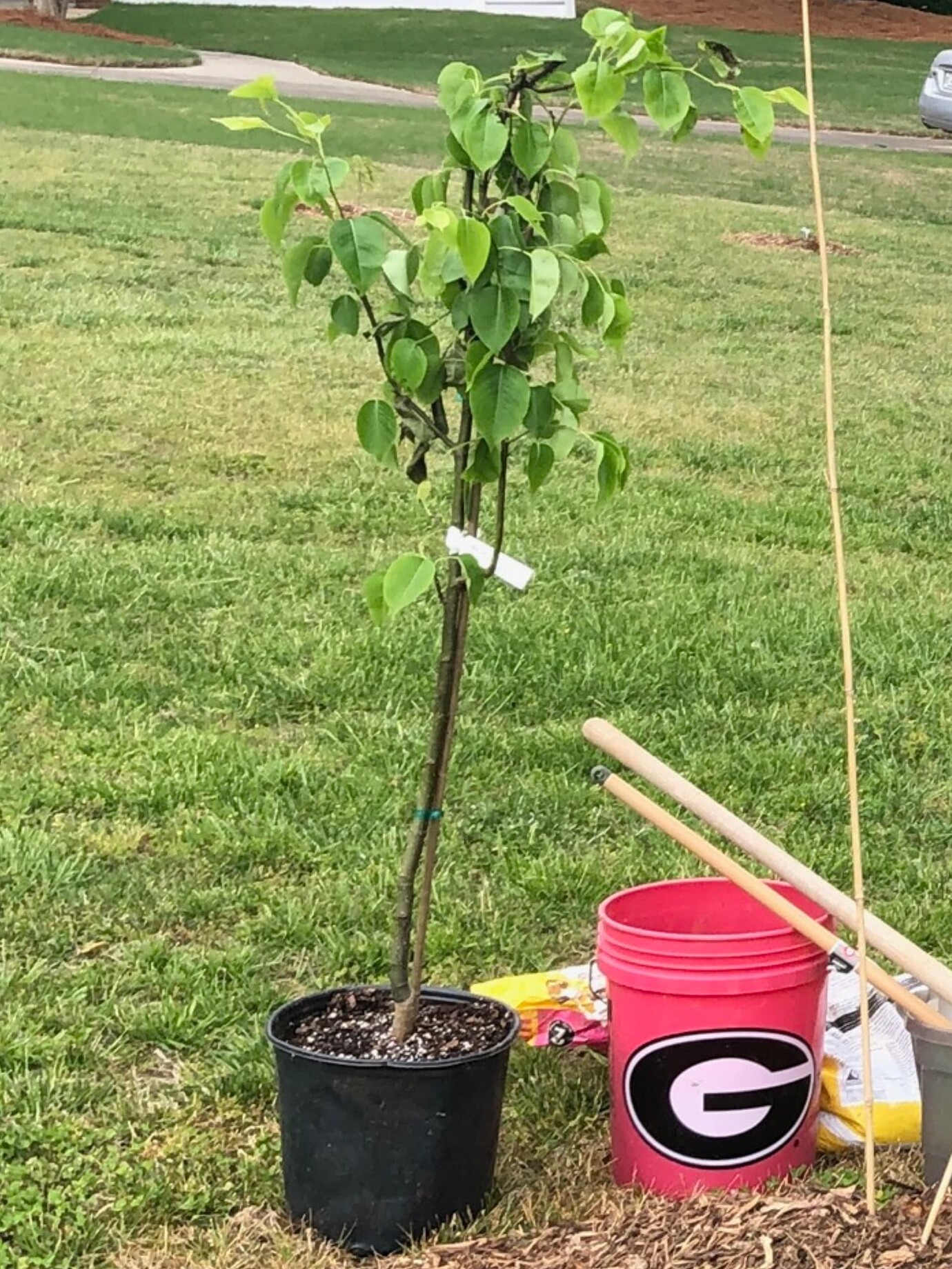 Which rootstock/nursery for Asian pear? (Raleigh NC, zone 8a) - General ...