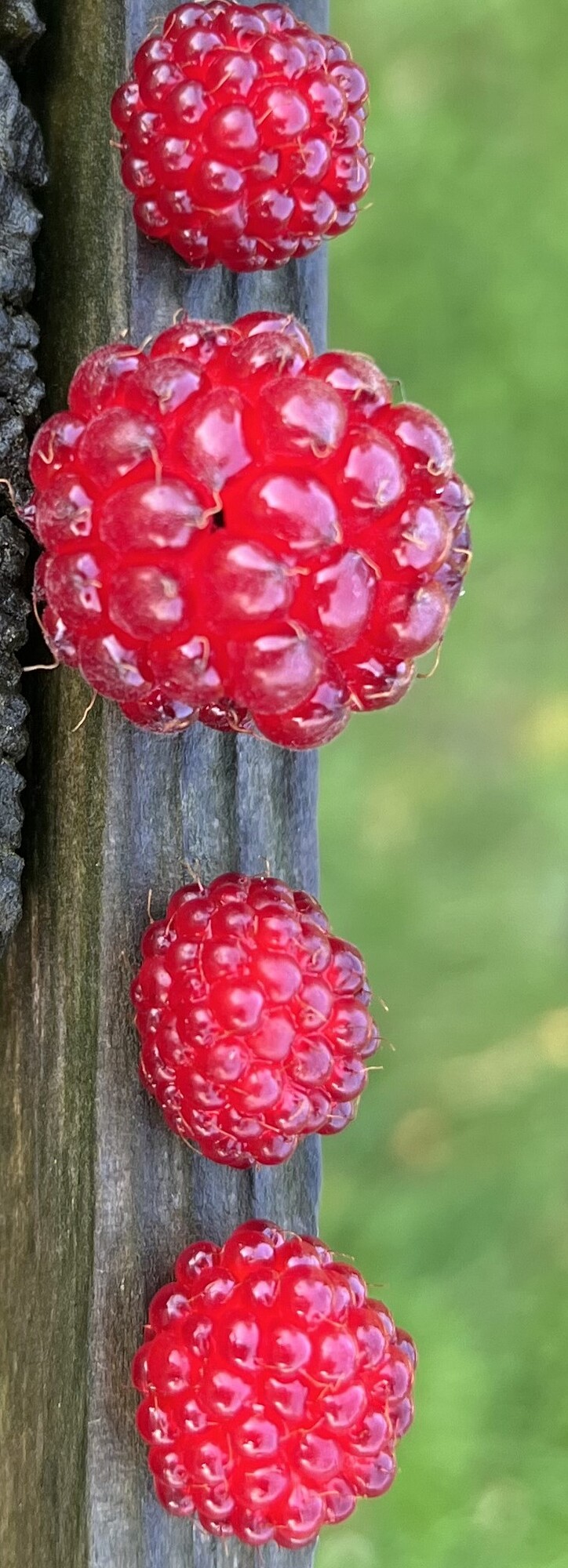 Hararasp or Raspberry Tree - General Fruit Growing - Growing Fruit