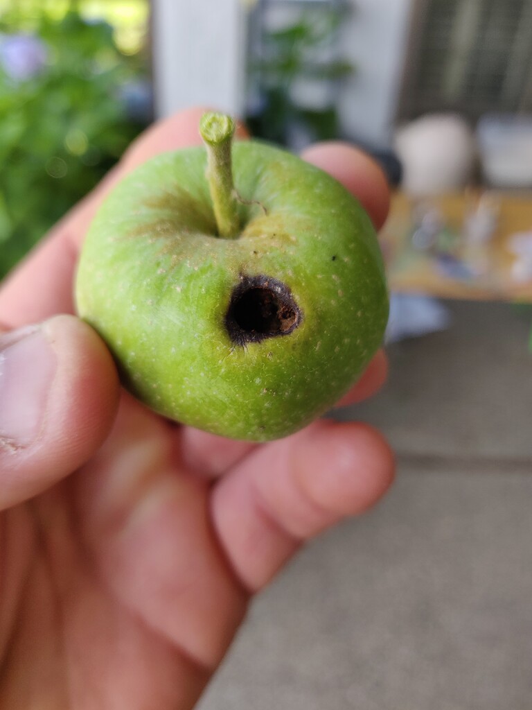 What's Eating My Apples - General Fruit Growing - Growing Fruit