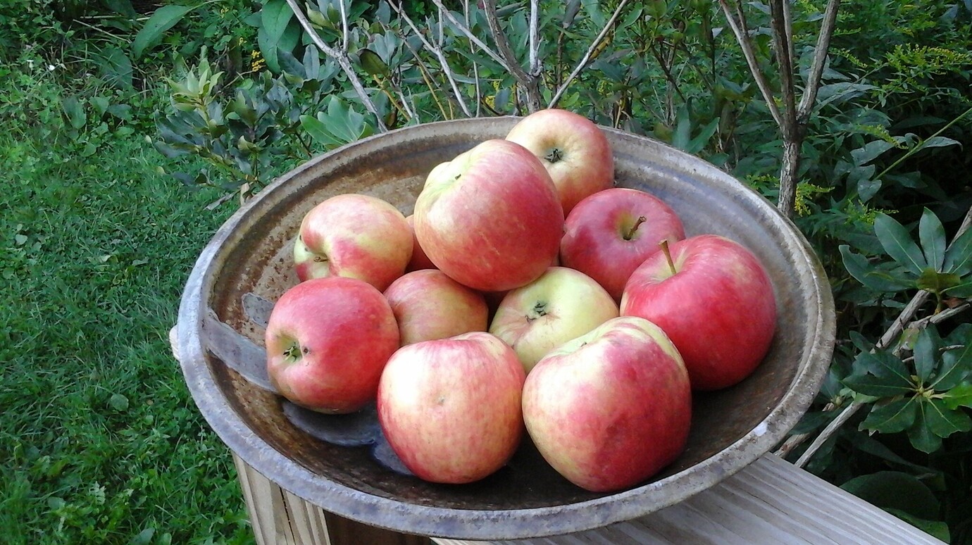 Red Baron apple - General Fruit Growing - Growing Fruit