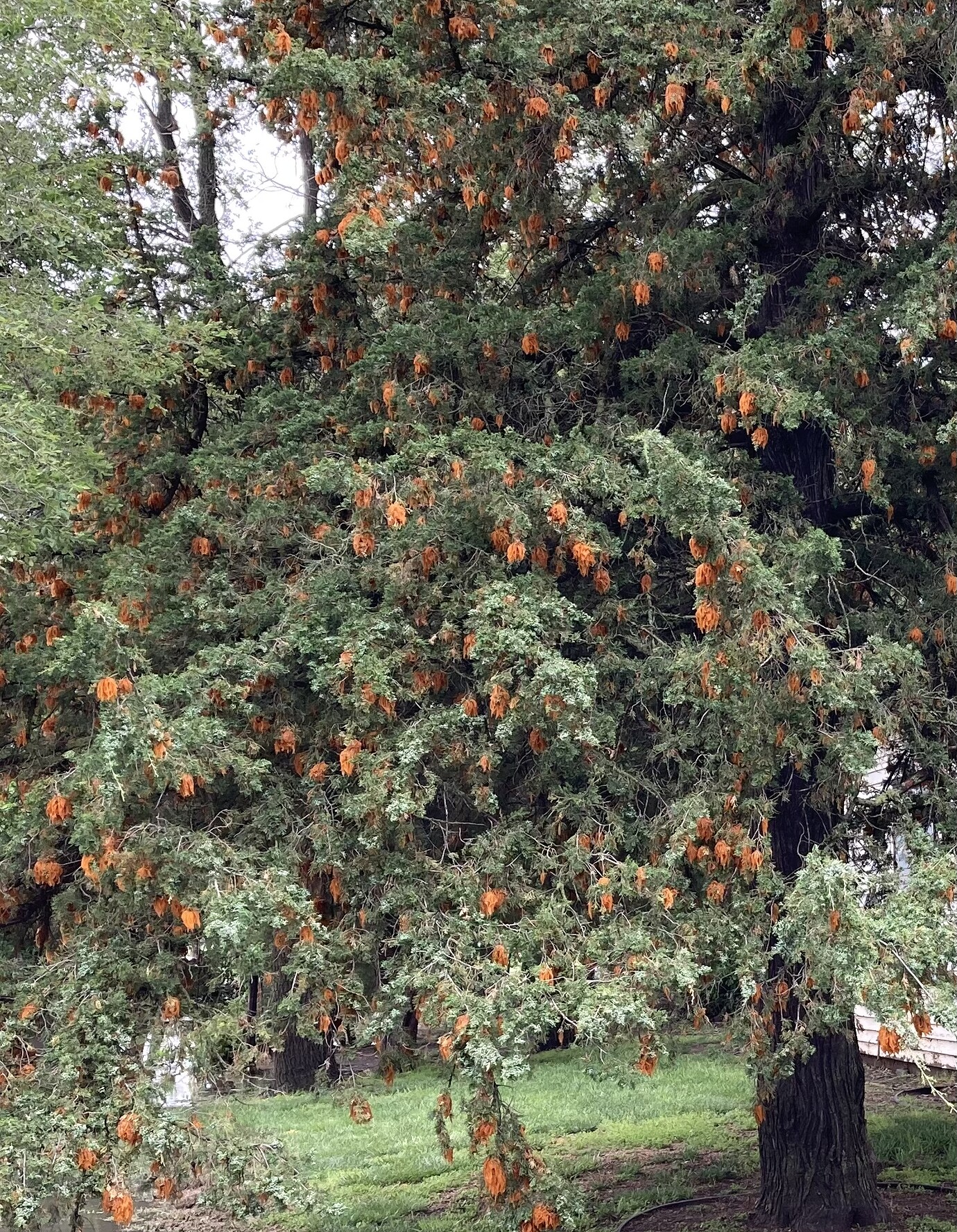 Cedar apple rust control thru junipers - General Fruit Growing ...