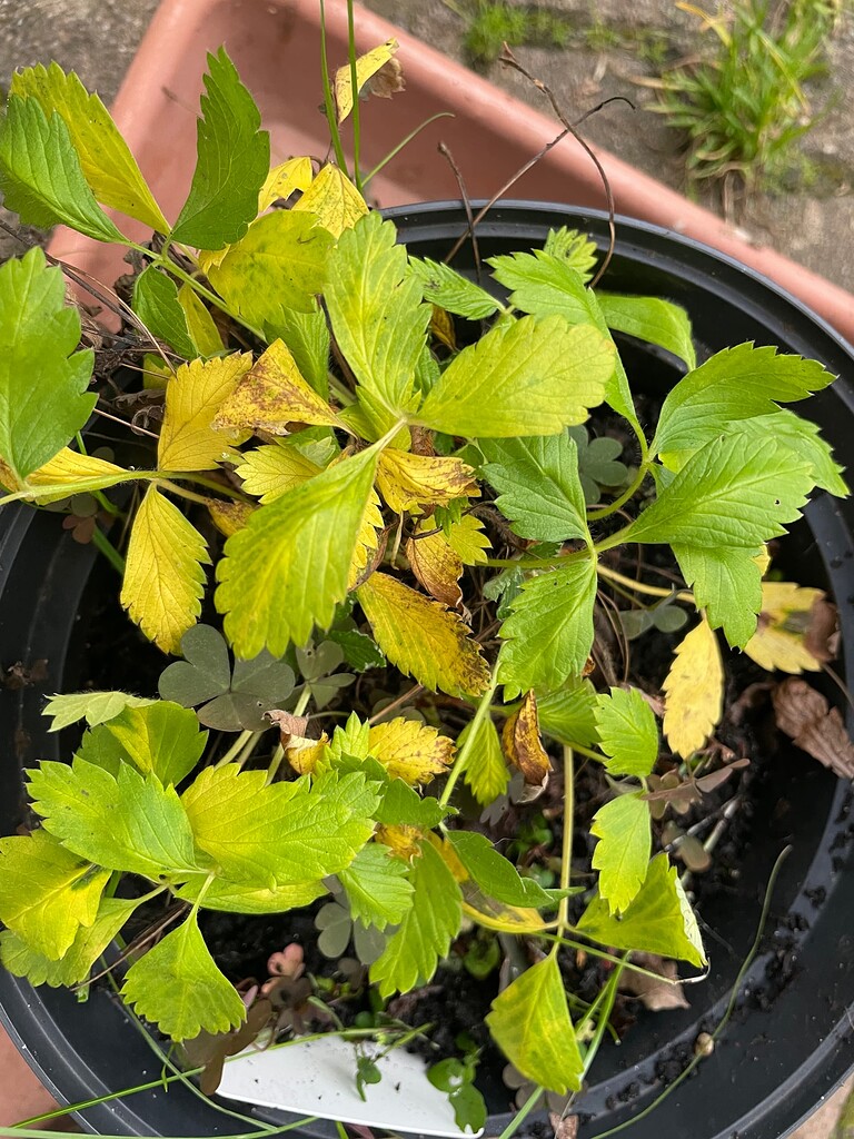 Strawberry hybridizing experiment - General Fruit Growing - Growing Fruit