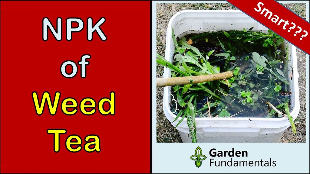 Is weed tea worth the effort? - General Gardening - Growing Fruit