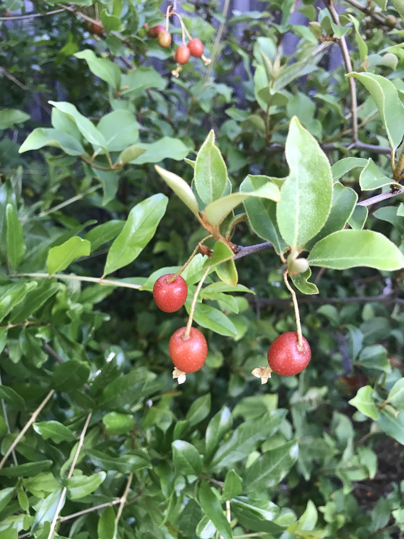 Silverberries harvest - General Fruit Growing - Growing Fruit