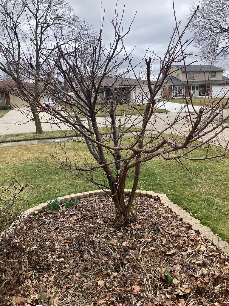 Using Dave Wilson techniques to keep trees small - Pictures! - Growing ...