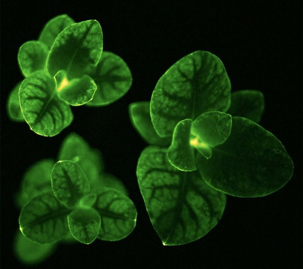 Bioluminescent Plants - General Gardening - Growing Fruit