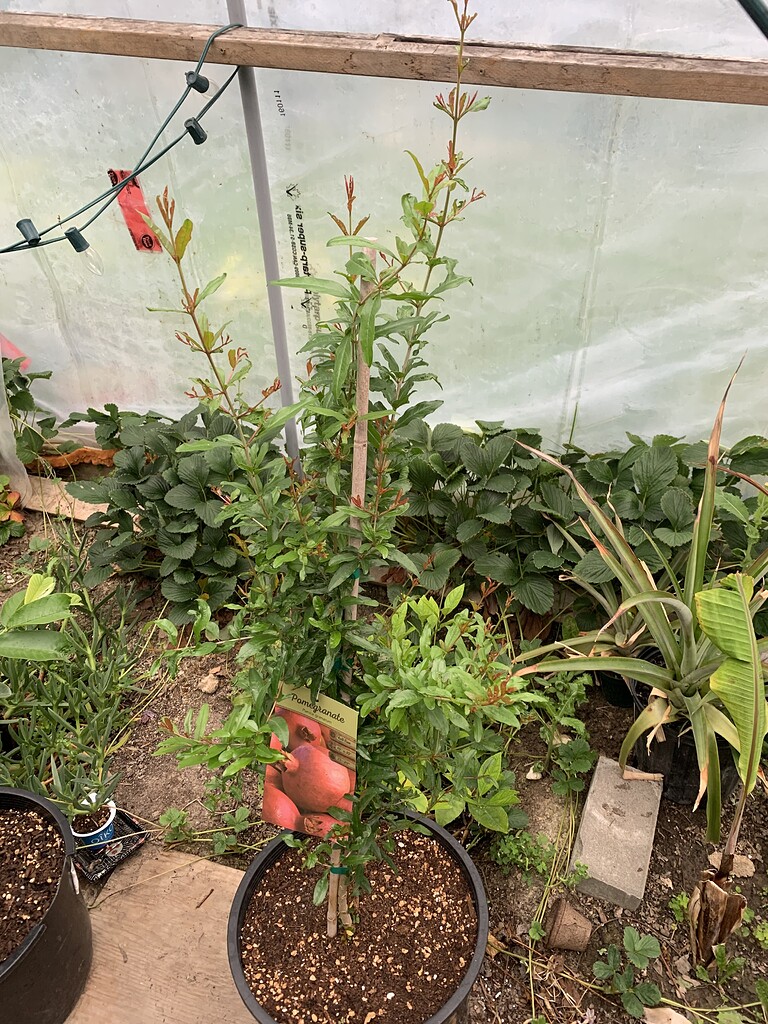New Pomegranate tree - General Fruit Growing - Growing Fruit