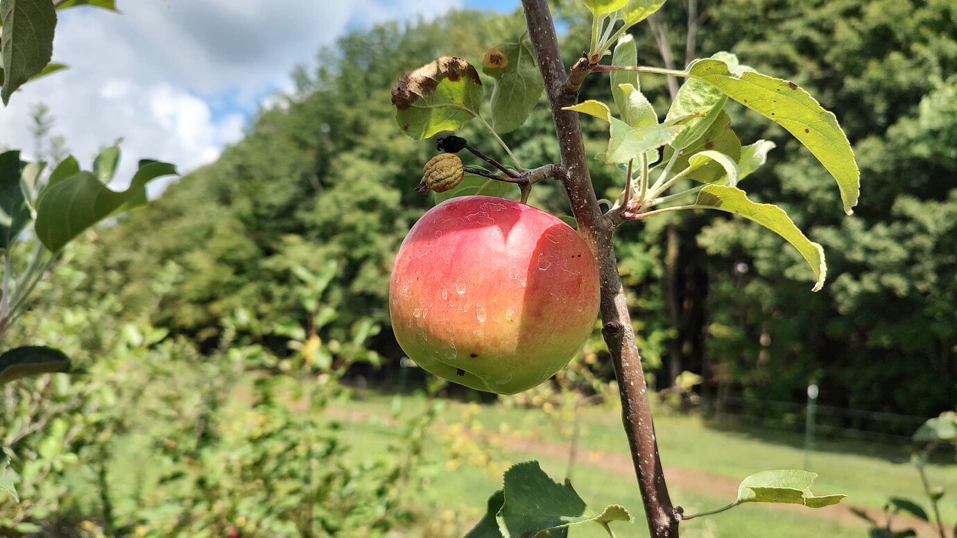 Making Maggie's Orchard - Pictures! - Growing Fruit