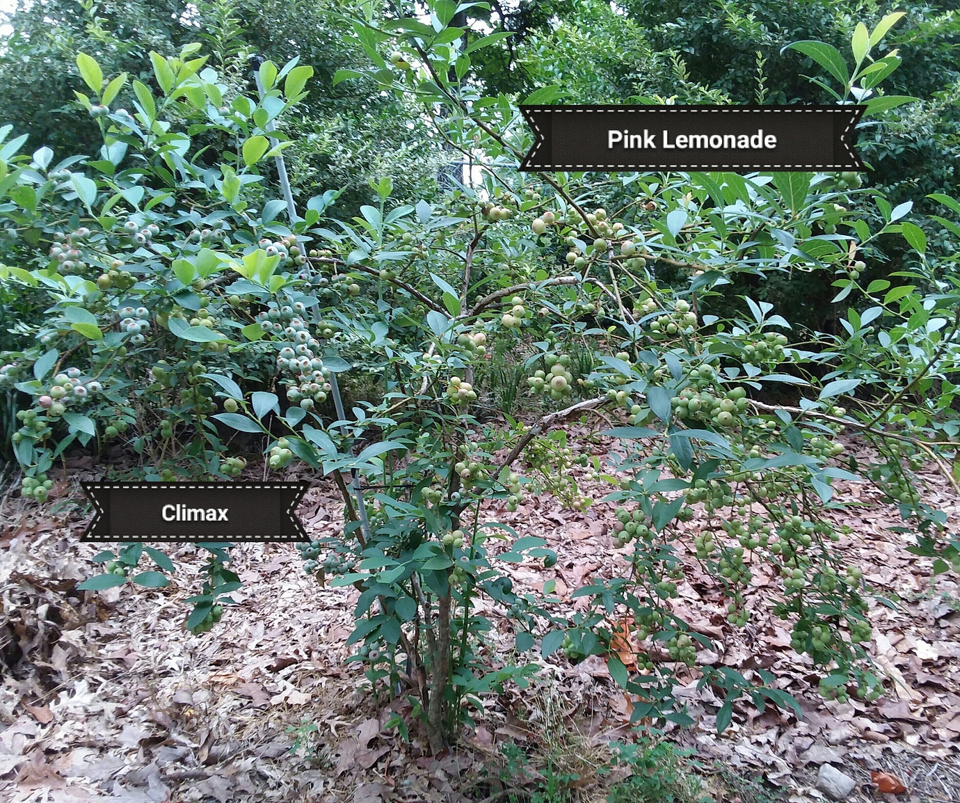 Pink Lemonade - Pictures! - Growing Fruit