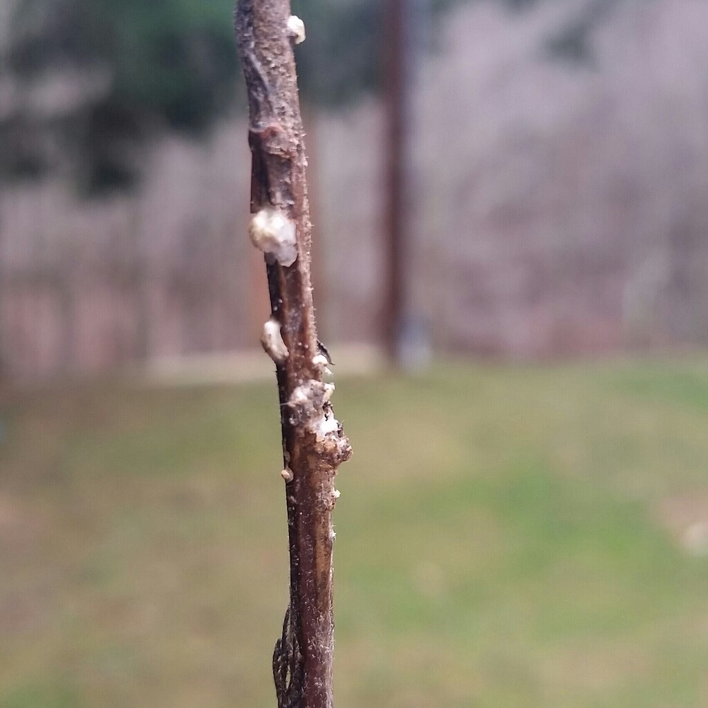 Are these scales? - General Fruit Growing - Growing Fruit