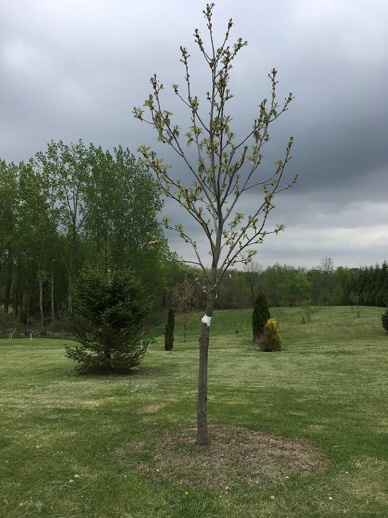 Hickory & Hican Pollination: Protandrous (type 1) / Protogynous (type 2 ...