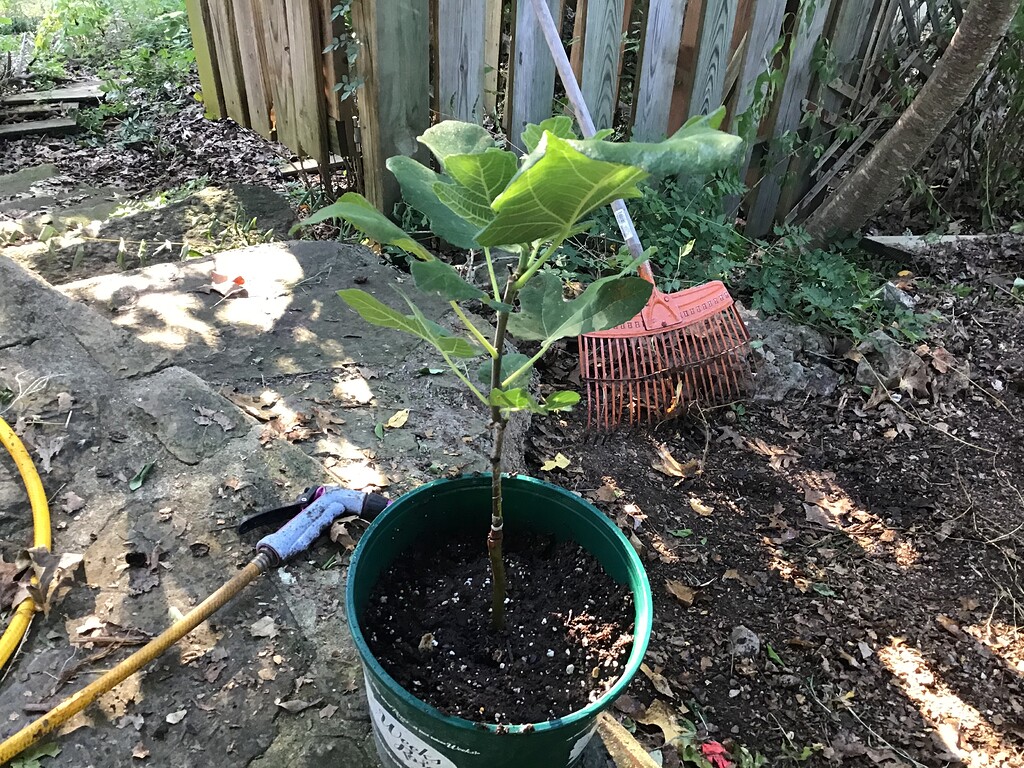 Kudos to Drew - General Fruit Growing - Growing Fruit