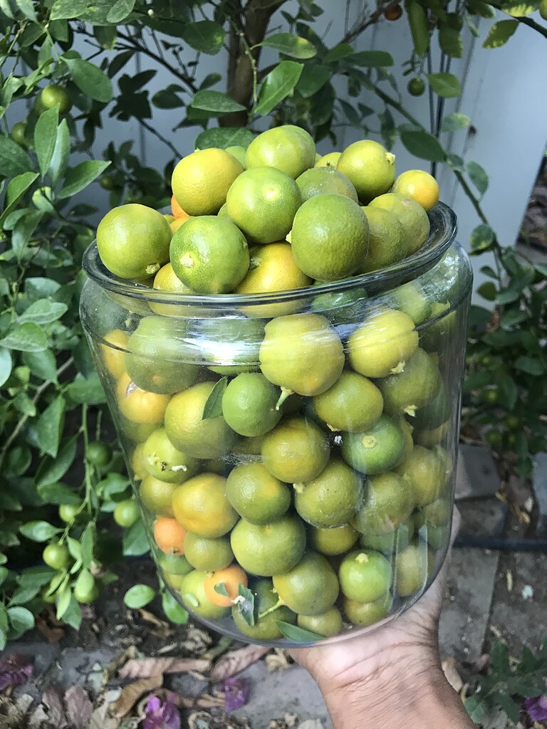 Calamondin harvest! - General Fruit Growing - Growing Fruit