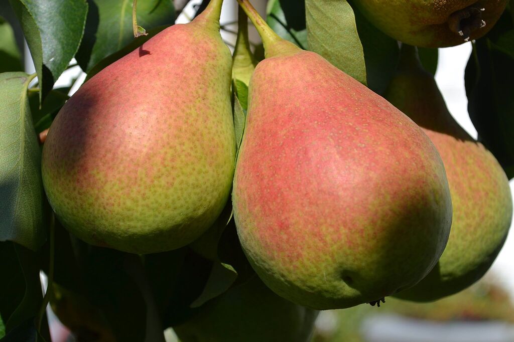 Russian Pear Update - General Fruit Growing - Growing Fruit
