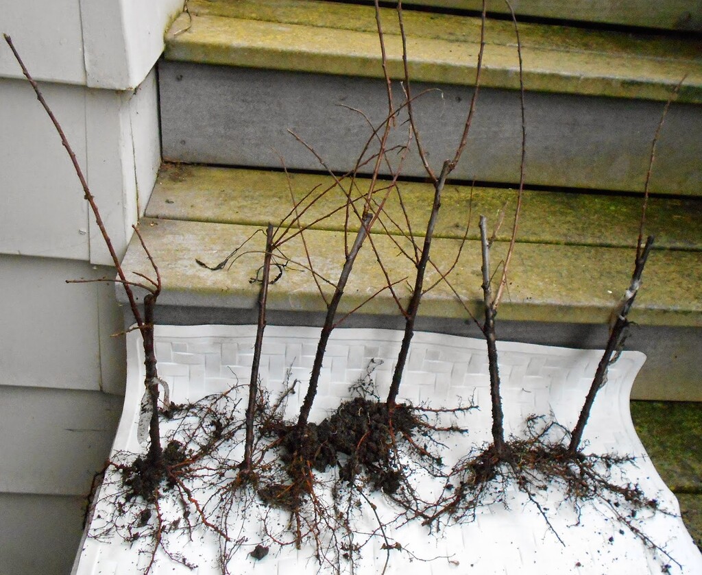 (1) Brief storage of scion and (2) Best grafting thoughts for plums ...