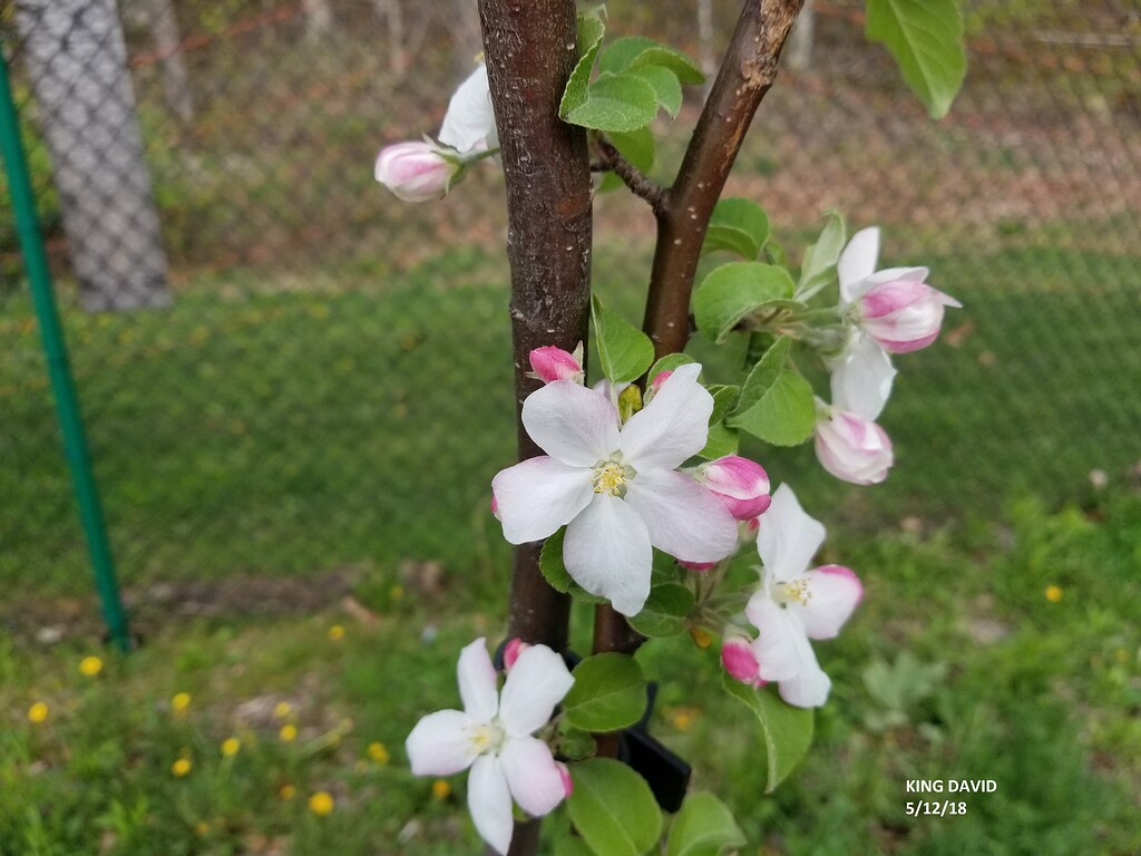 TIME LAPSE - KING DAVID APPLE - Z5b NY - General Fruit Growing ...