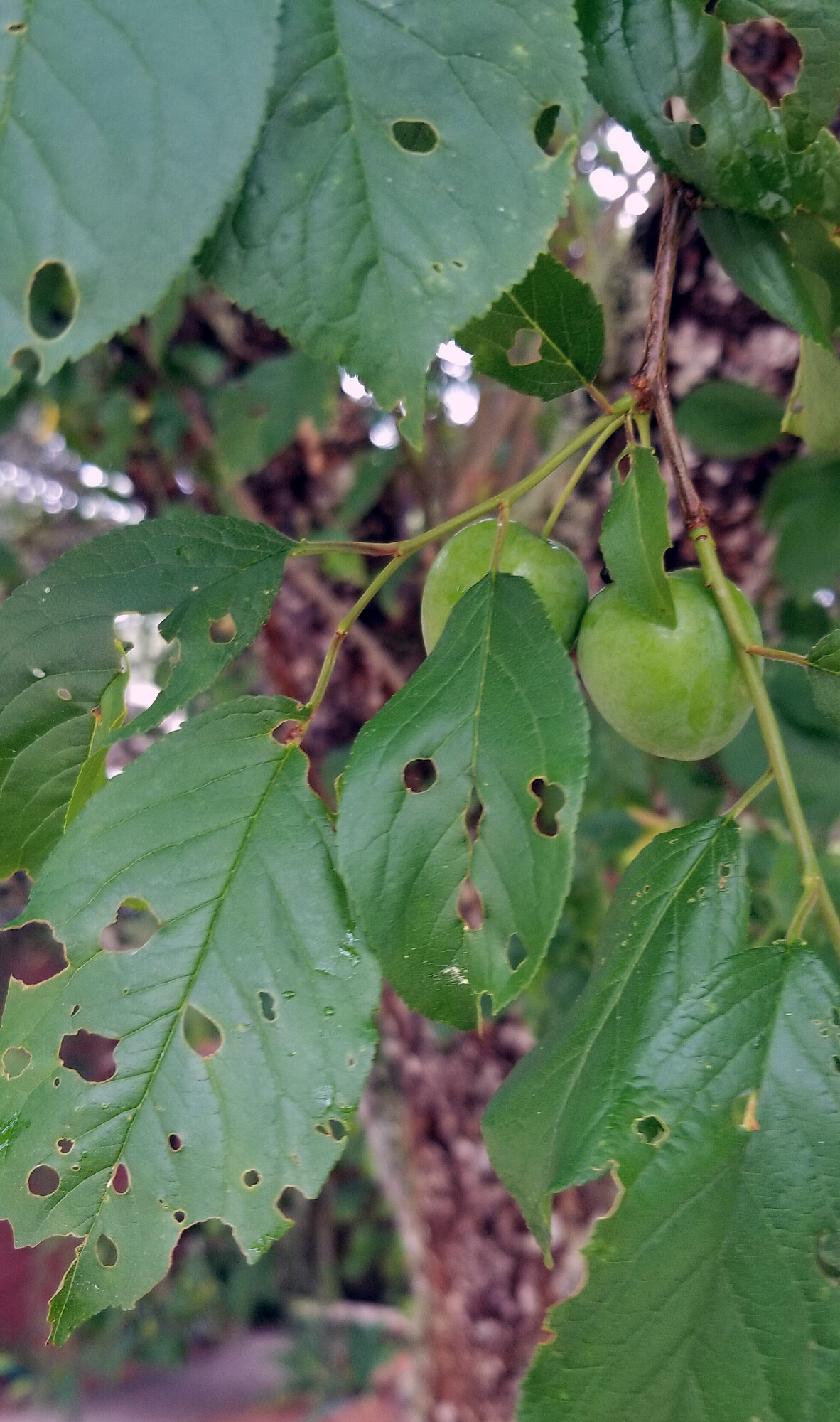 Disease identification Italian plum tree - General Fruit Growing ...