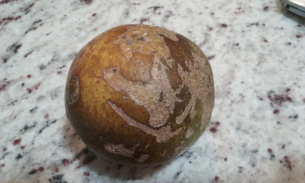 What's wrong with my orange tree? - General Fruit Growing - Growing Fruit