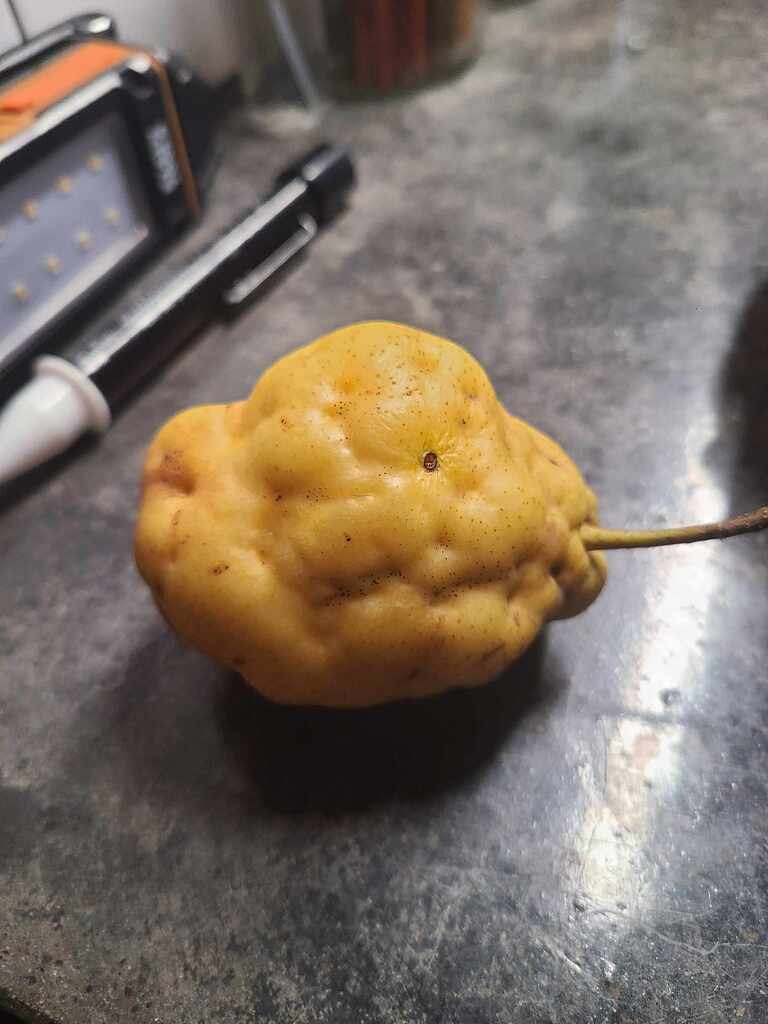 Pears: Stony Pit? Insects? - General Fruit Growing - Growing Fruit