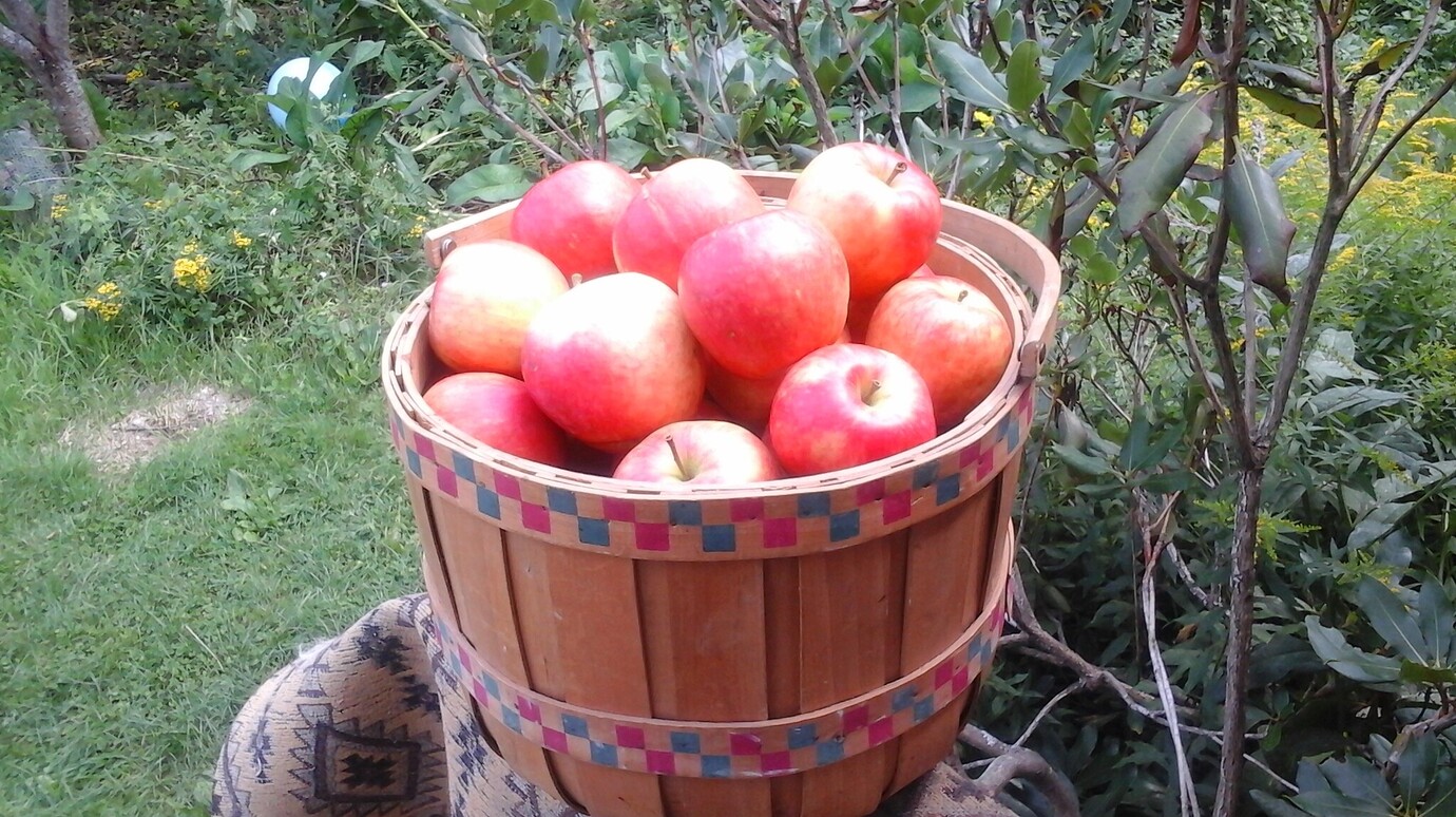 Red Baron apple - General Fruit Growing - Growing Fruit