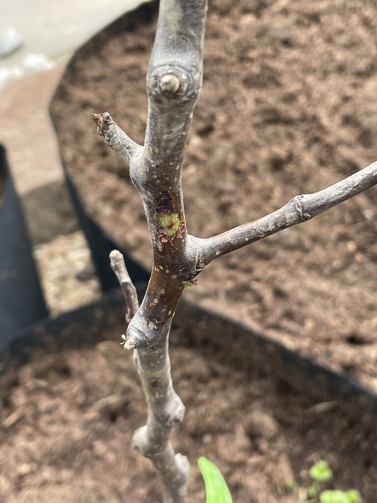Is this tree alive? - General Gardening - Growing Fruit