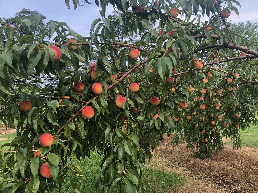Peach orchard - high density spacing - General Fruit Growing - Growing ...