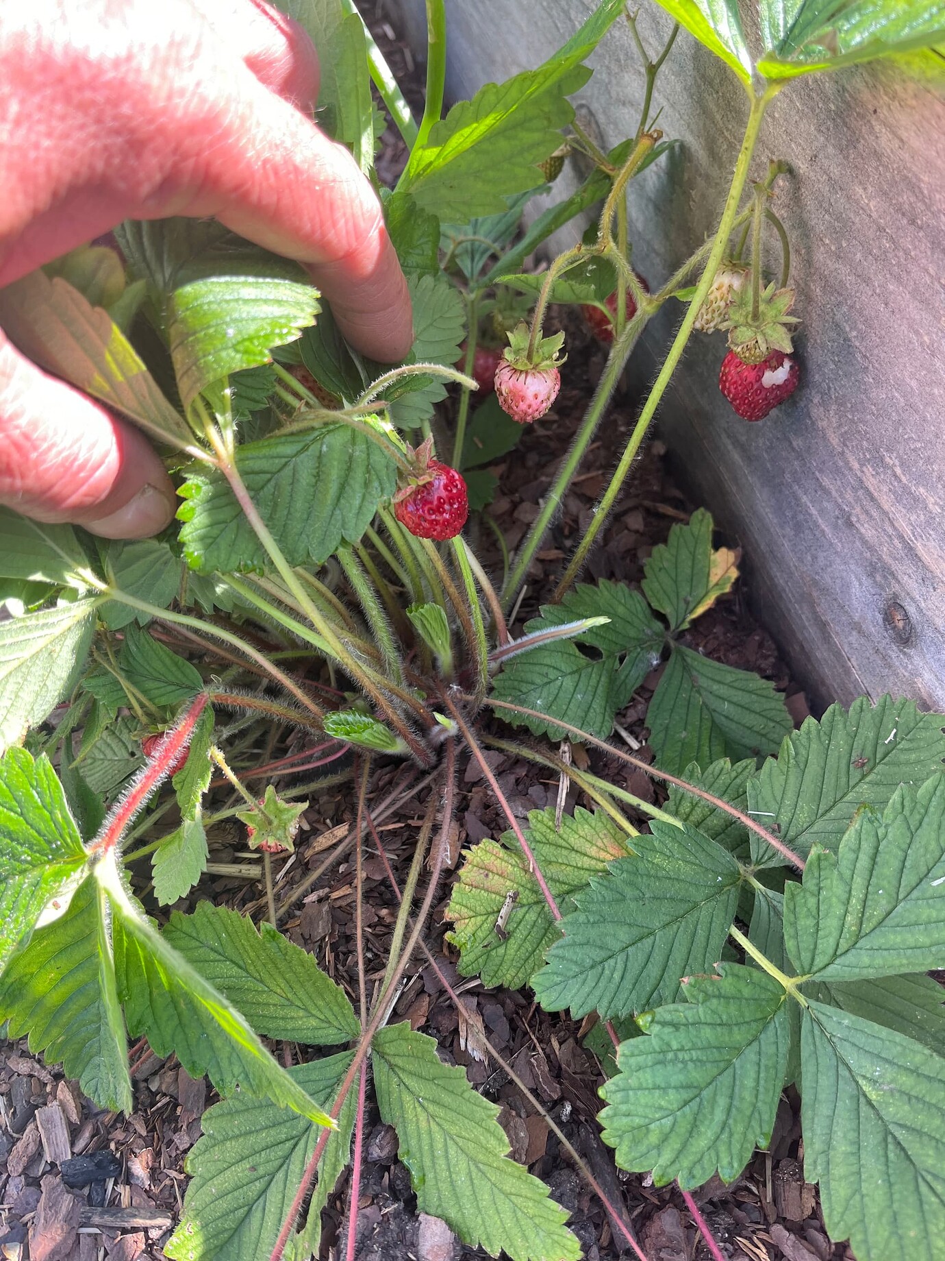 Musk strawberry pollination - General Fruit Growing - Growing Fruit