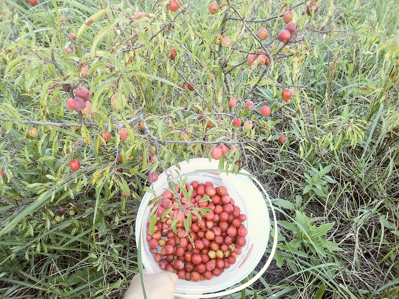 Foraging wild fruit - General Fruit Growing - Growing Fruit