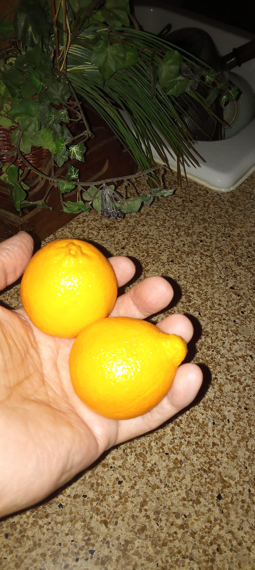 Citrus identification - General Fruit Growing - Growing Fruit